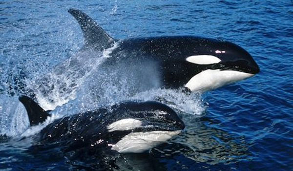 Incalzirea globala este alimentata de balene