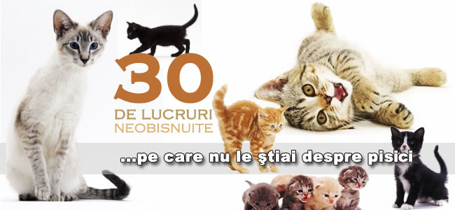 30 de lucruri neobisnuite pe care nu le stiai despre pisici