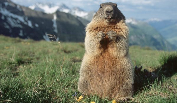 Marmotele invadeaza Muntii Pirinei