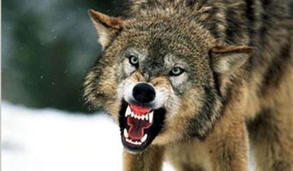 O femeie a fost ucisa de lupi in Alaska