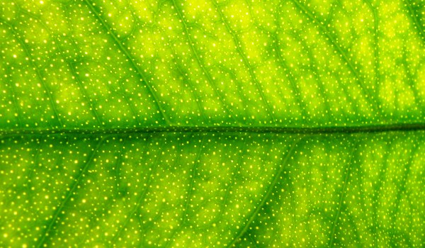 In sfarsit, o "frunza" artificiala