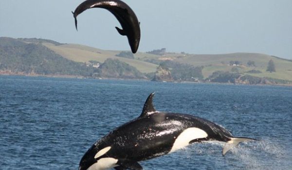 Imagini socante cu o balena ucigasa si un delfin (FOTO)