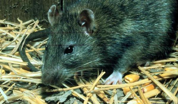 42 tone de otrava pentru a curata insula de sobolani