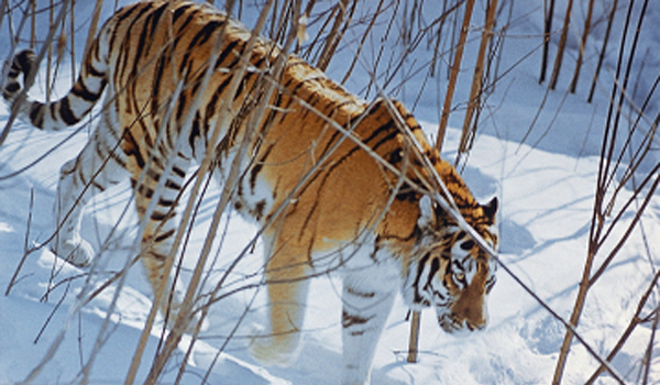 Tigrii mor de foame... la Zoo