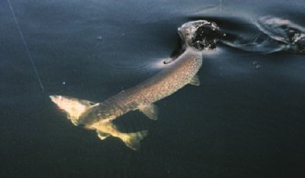 Pestii introdusi distrug speciile autohtone