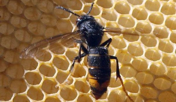 Super-barzaunii de import ne ucid albinele