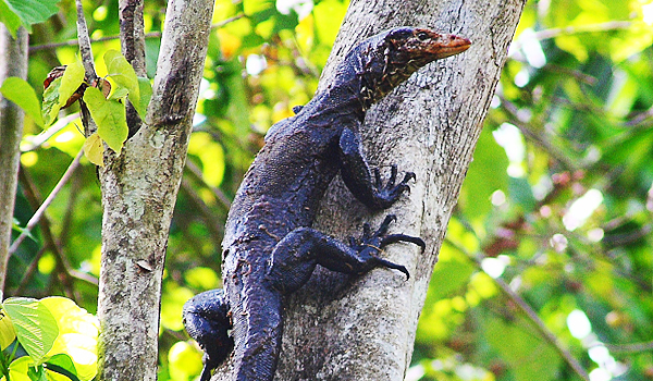 O noua specie de varan a fost descoperita in Indonezia