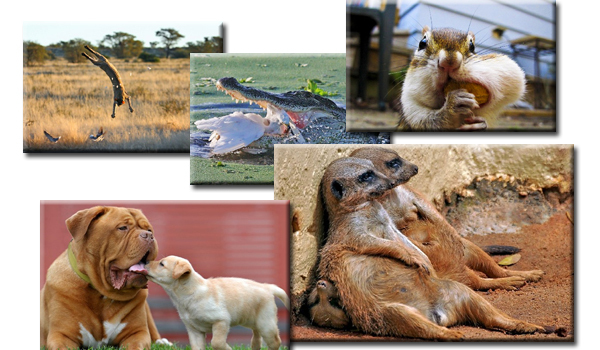 5 fotopovesti cu animale