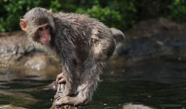 Lectii de inot pentru maimute (FOTO)