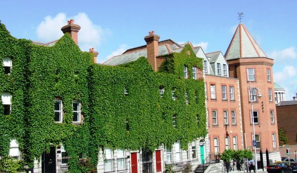 Iedera protejeaza cladirile vechi