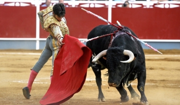 In Spania a fost clonat primul taur de corrida