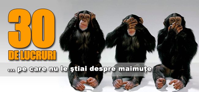 30 de lucruri pe care nu le stiai despre maimute