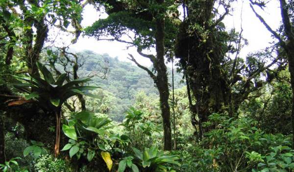 Paduri tropicale mai bine protejate inseamna un nivel de trai mai ridicat