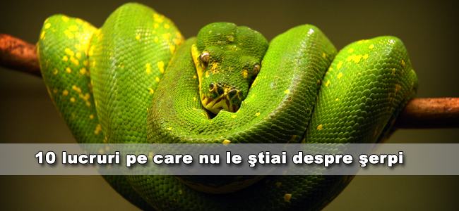 10 lucruri interesante despre serpi