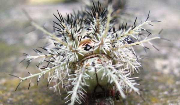 Lonomia obliqua, cea mai veninoasa omida din lume (FOTO)
