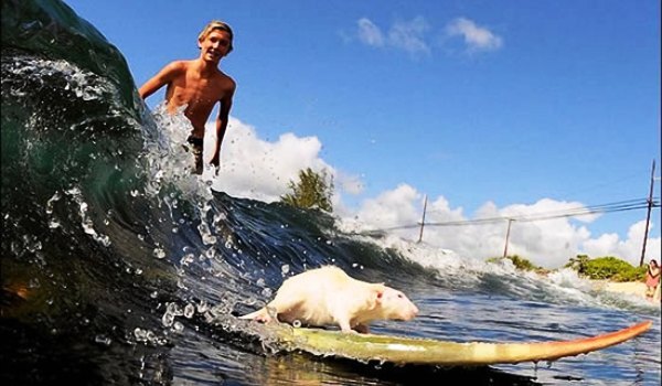 Primii soareci-surferi ai lumii vin din Australia (FOTO/VIDEO)