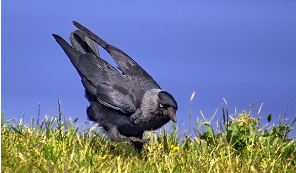 Stancuta vs Vinderel-Voi pe cine pariati? (Video)