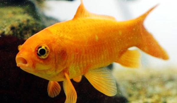 Si pestii “vorbesc” intre ei