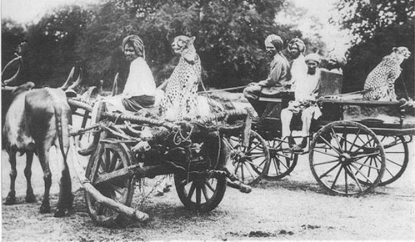 Gheparzii recuceresc India