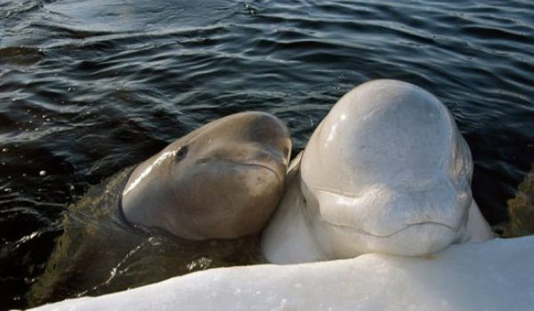 Inotand alaturi de balene (FOTO)