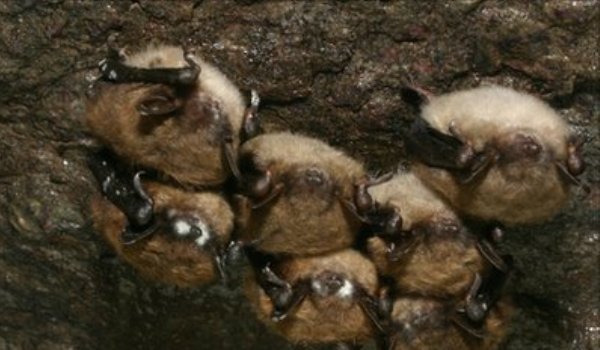 O ciuperca misterioasa ucide milioane de lilieci