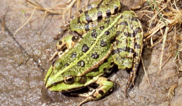 Broastele din U.E. primesc intariri din Georgia!