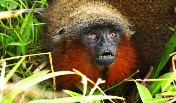 O noua specie de maimuta descoperita in Amazonia