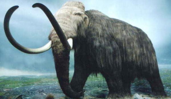 O noua teorie despre disparitia mamutilor
