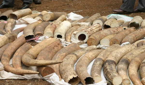 Captura record la fildesi de elefant