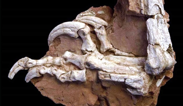 Un “balaur” carnivor teroriza Romania acum 80 de milioane de ani