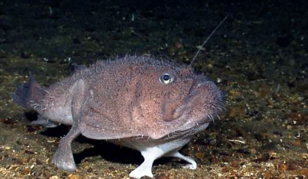 Un peste cu patru picioare?!