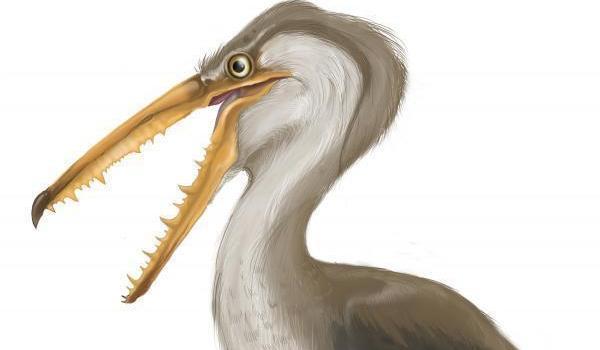 Albatrosii groazei dominau cerurile acum 10 milioane de ani