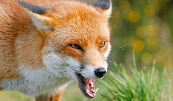 Vulpea care a ucis un ciobanesc german