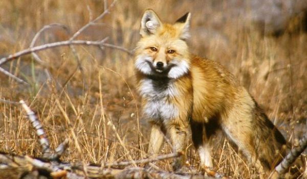 Specie de vulpe disparuta - identificata prin saliva