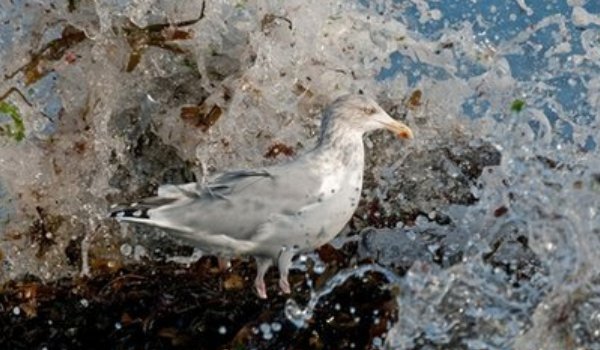 Fotografia anului: pescarusul care sfideaza valurile