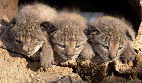 Salvati cel mai rar ras din lume!