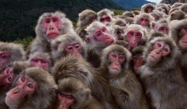 Masculii de macaci iau politica in serios