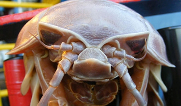 Monstru marin scos la lumina cu ajutorul unui robot subacvatic (FOTO/VIDEO)