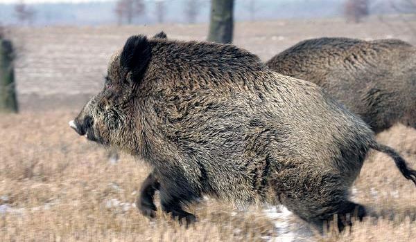 Te alearga mistretii? Urca in copac si asteapta elicopterul!