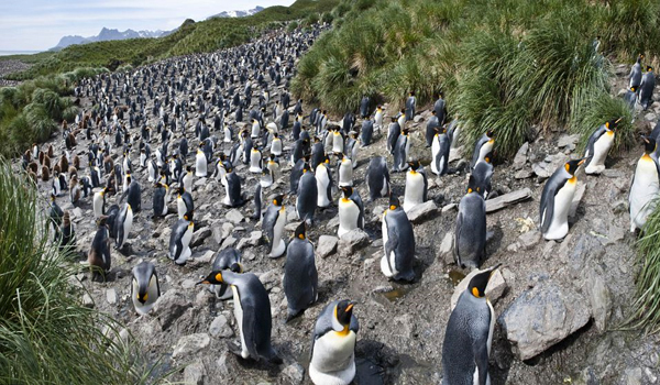 Imagini uimitoare ale unei colonii de pinguini (FOTO)