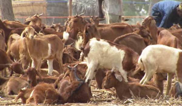 Capra - cel mai bun cadou de Craciun