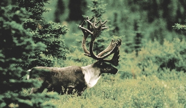 Ce au de-a face renii cu brazii de Craciun?