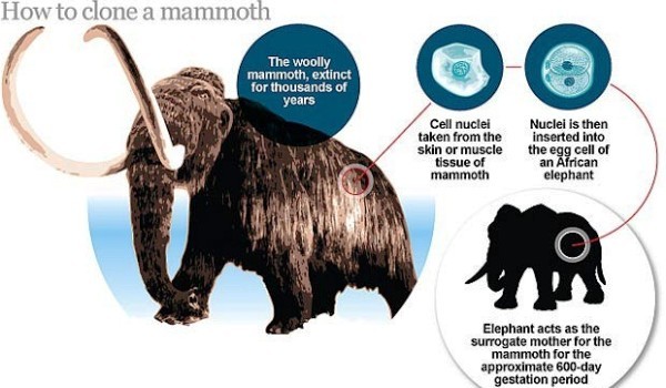 In patru ani am putea avea, din nou, mamuti