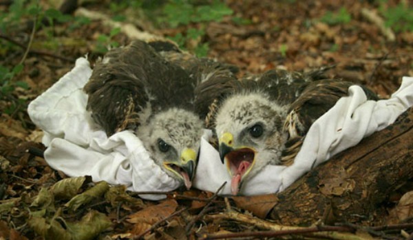 Gaile au ajuns sa-si orneze cuiburile cu plastic