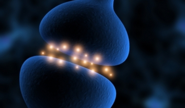 O proteină crucială pentru formarea sinapselor