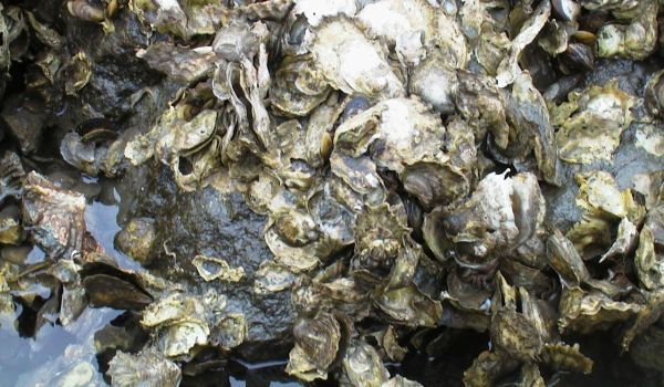 Dispar stridiile la nivel global