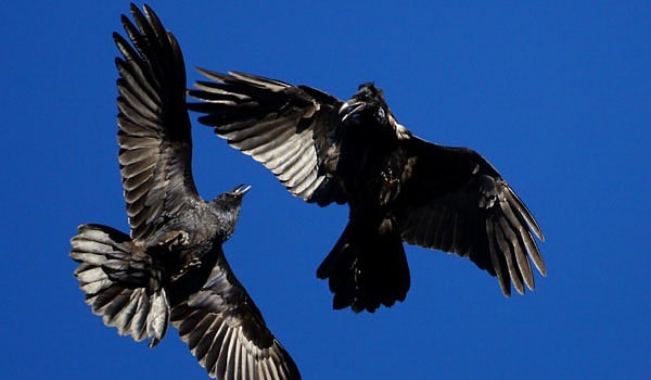 Viaţa în „gaşcă” este stresantă pentru corbi