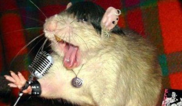 Chiţăie şoarecii? Deloc, îşi cântă dragostea