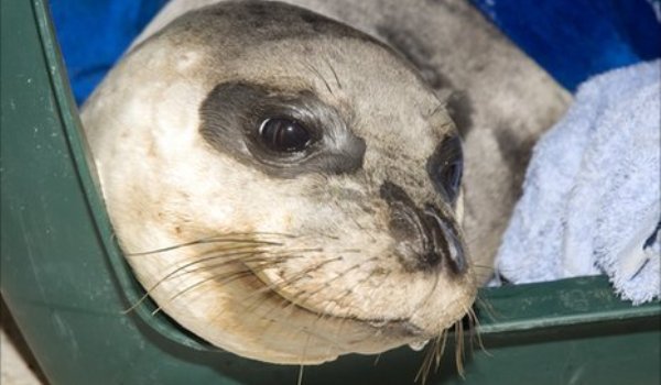 Pui de focă rară salvat în Grecia