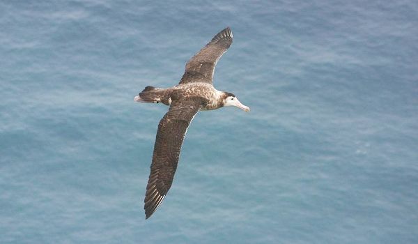 Albatrosul de Amsterdam: o specie rară şi distinctă